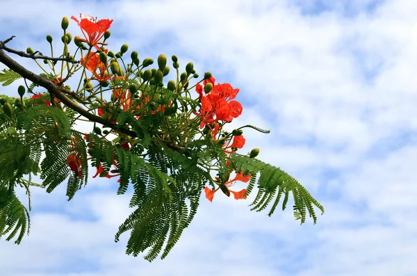 Peacock flowers Stock Photo by ©chartcameraman 33555461