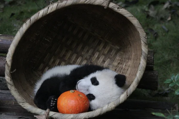 Pandas Eating Fruit