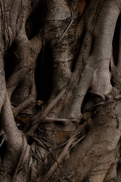 Close up pattern and Texture of Tree Roots. - Stock Image - Everypixel