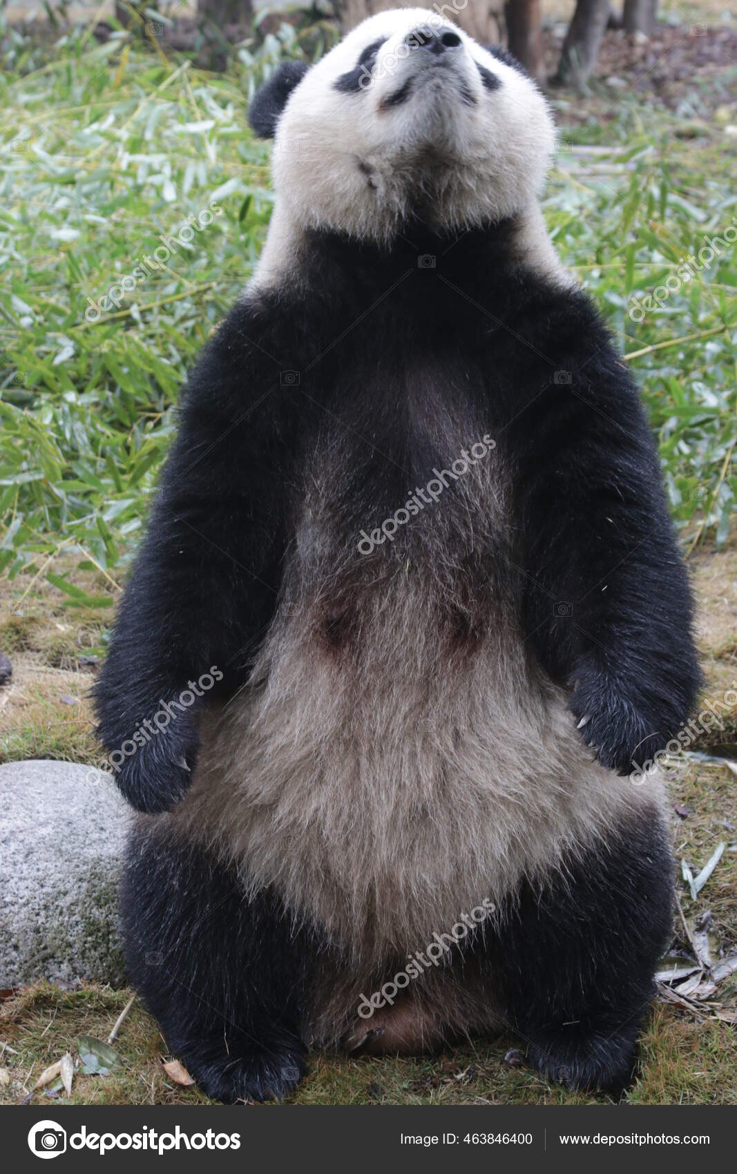 Funny Pose Giant Panda Standing Legs Chengdu Panda Base China — Stock ...