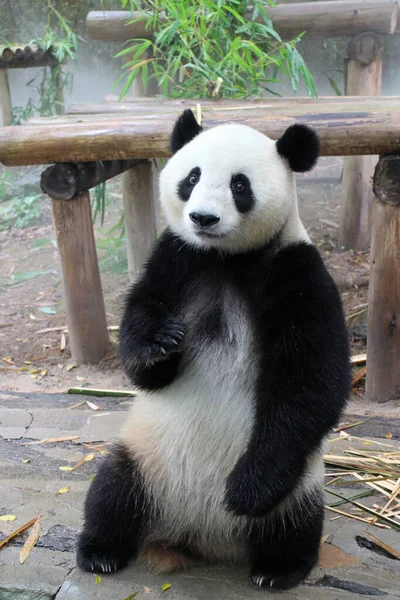 Panda express Stock Photos, Royalty Free Panda express Images ...