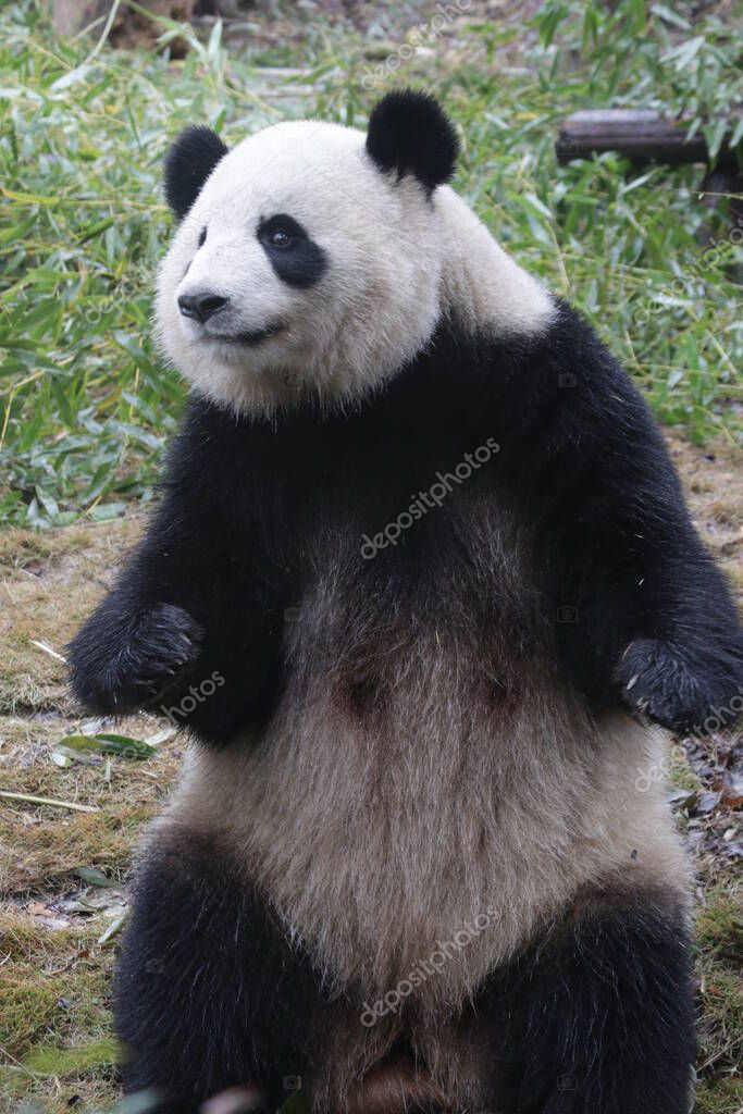 Funny POse of Giant Panda, De pie sobre 2 patas, Chengdu Panda Base ...