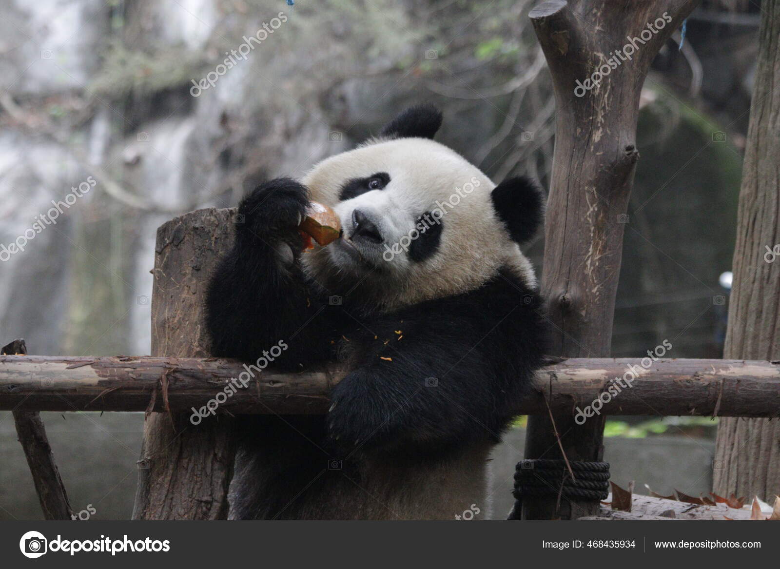 Close Cute Panda Name Mei Lan Aka Rou Rou Wholoves — Stock Photo ...