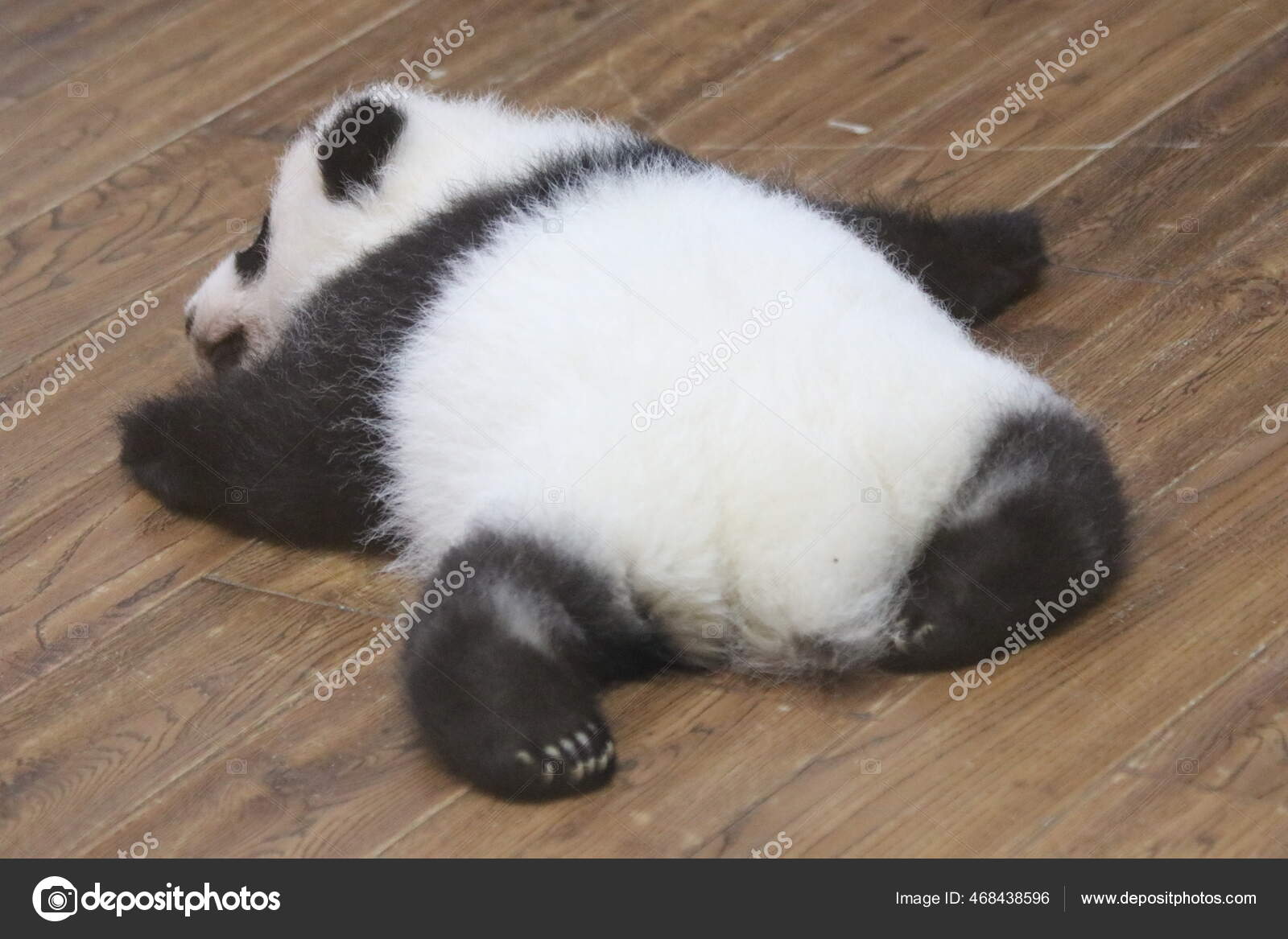 How Much Do Panda Cuddlers Make at Amanda Moretz blog