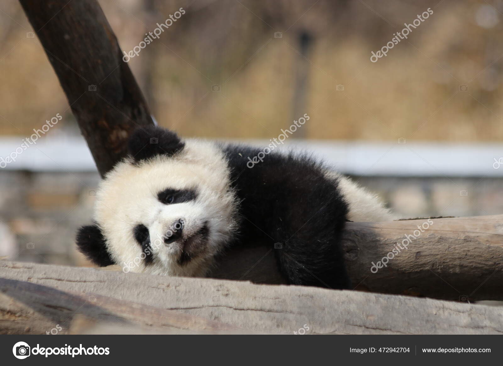 Linda Pose Little Panda Wolong Giant Panda Nature Reserve Shenshuping ...