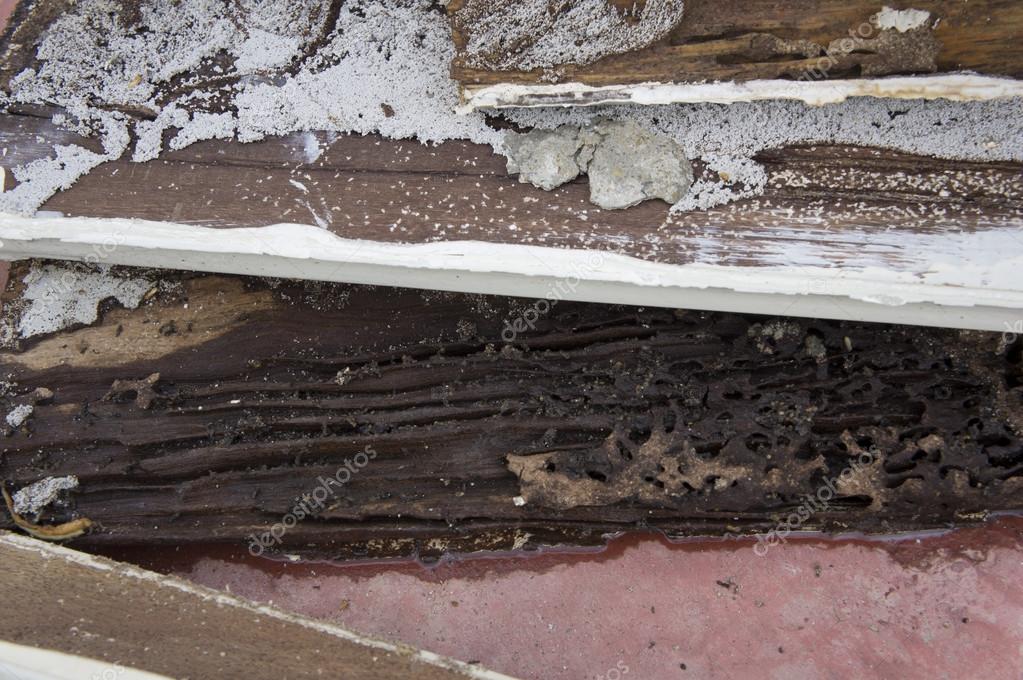 termitas daño madera podrida comer nido destruir concepto 2022