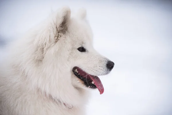 White Canadian Eskimo Dog
