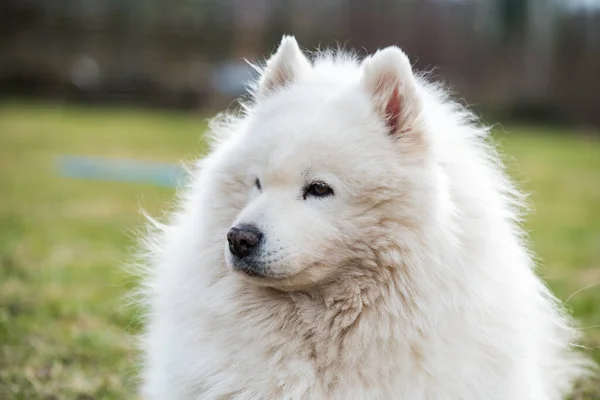 Big White Poofy Dog