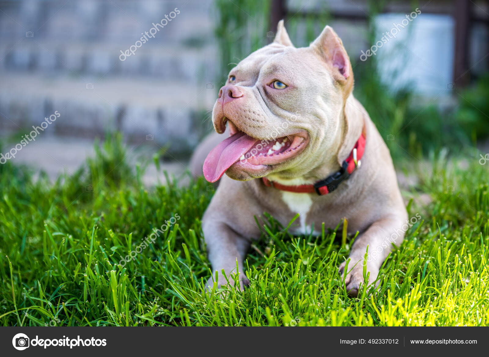 Color Lila American Bully Cachorro Perro Acostado Sobre Hierba Verde ...