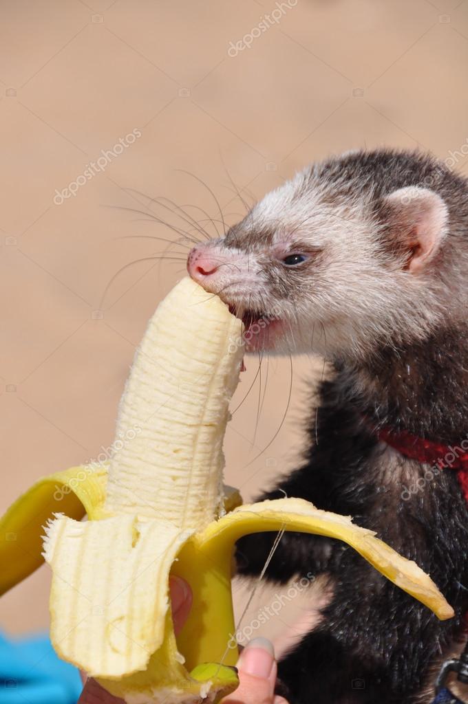 Ferret Teeth: Everything You Need To Know AZ Animals | atelier-yuwa.ciao.jp