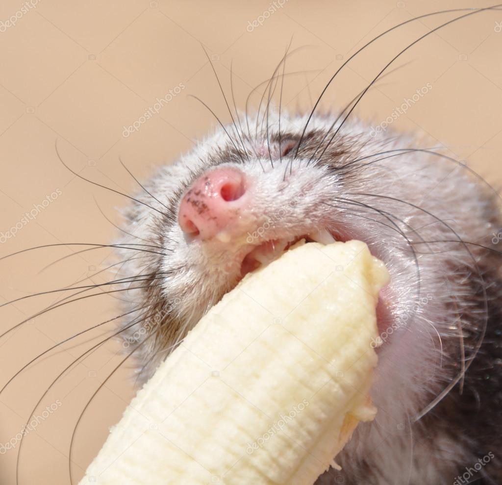 Ferret Teeth: Everything You Need To Know AZ Animals | atelier-yuwa.ciao.jp