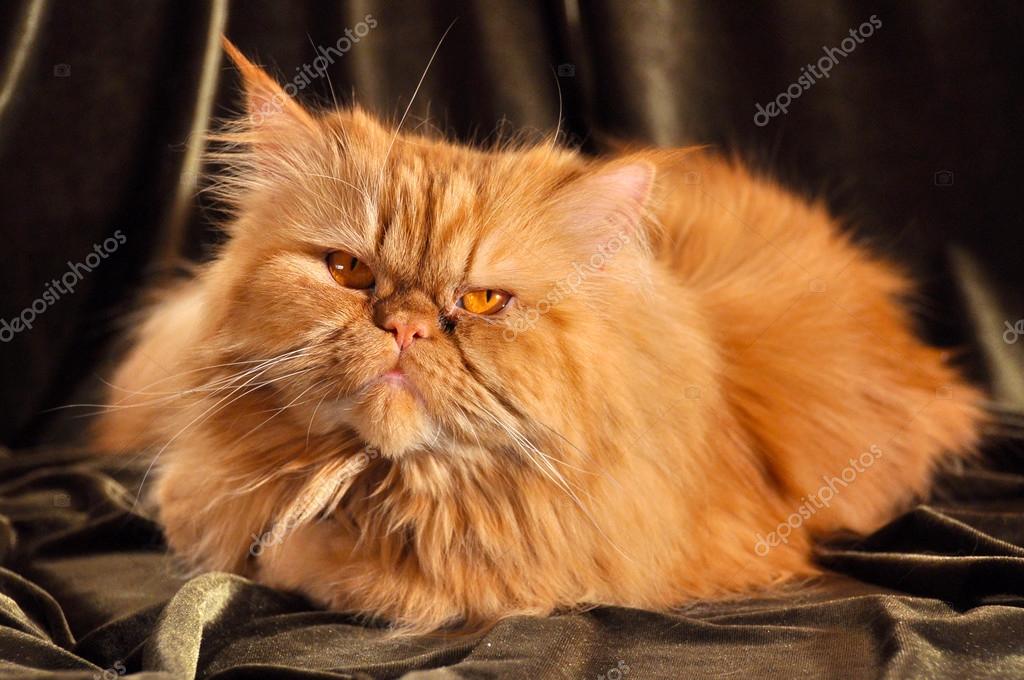 Dark Red Persian Cat