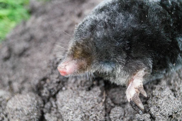 Fotos de El topo, Imagens de El topo sem royalties | Depositphotos