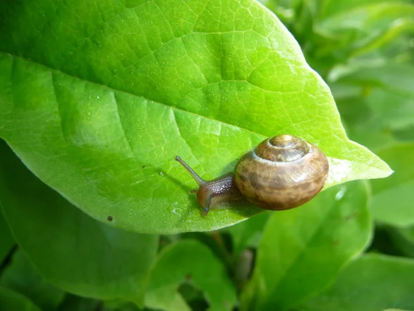 Escargot sur feuille Stockfotografier, royaltyfria Escargot sur feuille ...