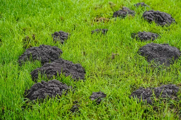 Pile of poop Stock Photos, Royalty Free Pile of poop Images | Depositphotos