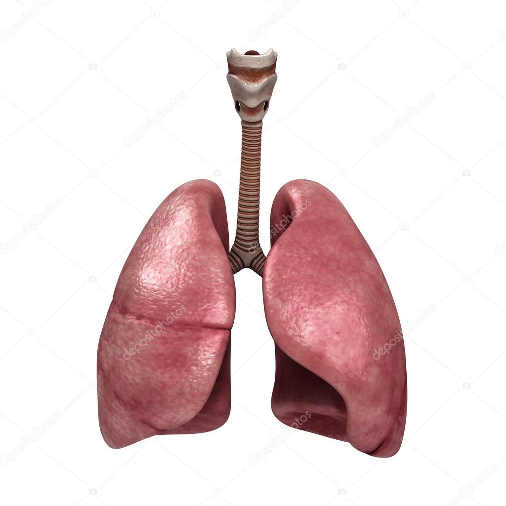 Pulmoes Humanos Reais