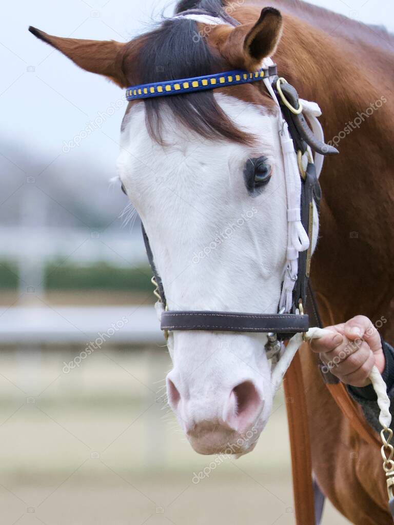Fantasma del Sur por Bodemeister-Bernardini en el Big A. Este inusual ...