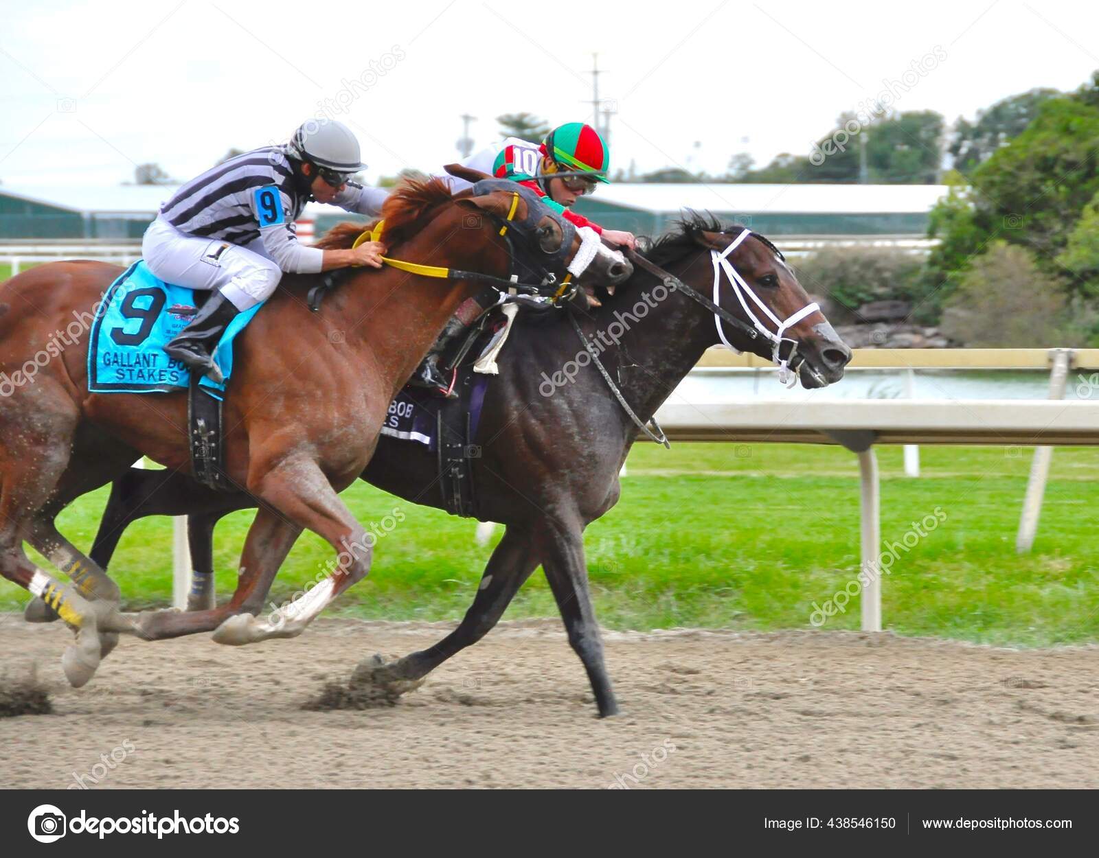 Firenze Fire Attack Chestnut Horse Gallant Bob Stakes Fleetphoto ...