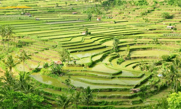 Rise terraces bali Stock Photos, Royalty Free Rise terraces bali Images ...