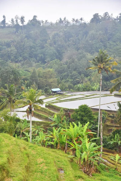 Quintas de taro Stock Photos, Royalty Free Quintas de taro Images ...