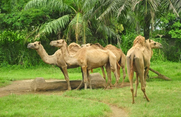 Grazing of camels Stock Photos, Royalty Free Grazing of camels Images ...