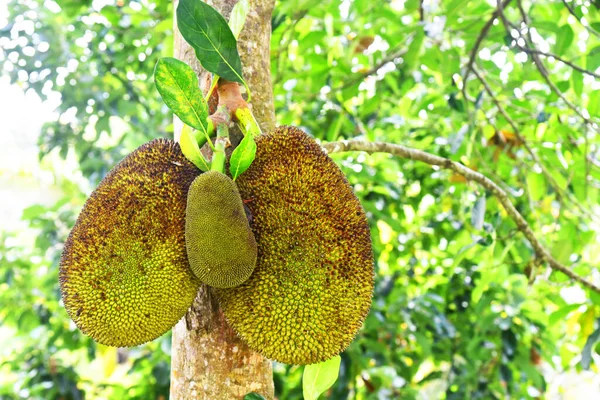 Fruto drupa fotos de stock, imágenes de Fruto drupa sin royalties ...