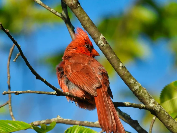 Northern Cardinal Red Bird on a Tree Branch With Head Turned to See His ...