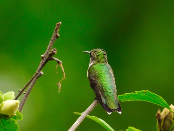 Colibrí Ruby-Gargado Encaramado en una Lengua de Rama Ligeramente Fuera ...