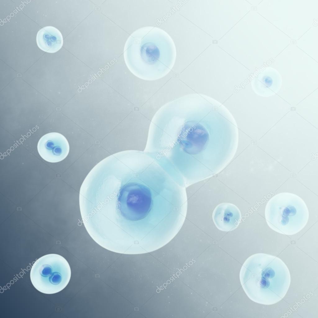 Human cell, animal cell divides into two cells. Medicine scientific ...