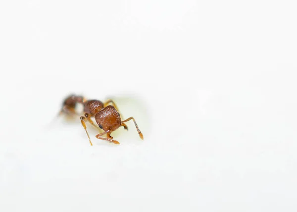 White ant Stock Photos, Royalty Free White ant Images | Depositphotos