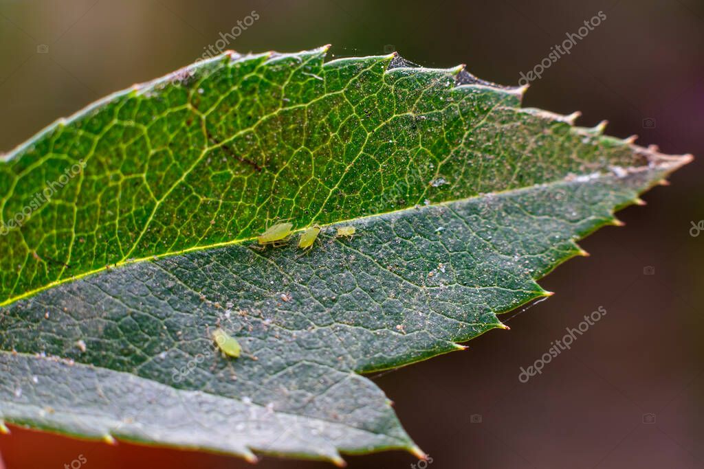 Aphids en la hoja de la planta. Los áfidos son la principal plaga de ...