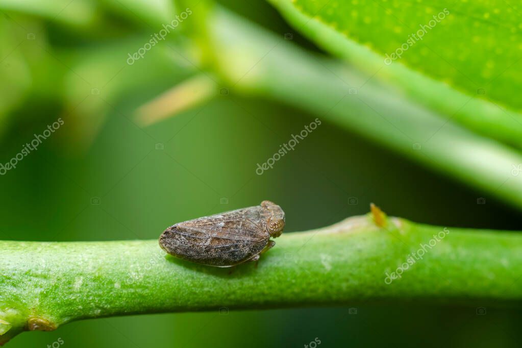 Planta de color marrón tolva insecto plaga en la rama de la planta ...