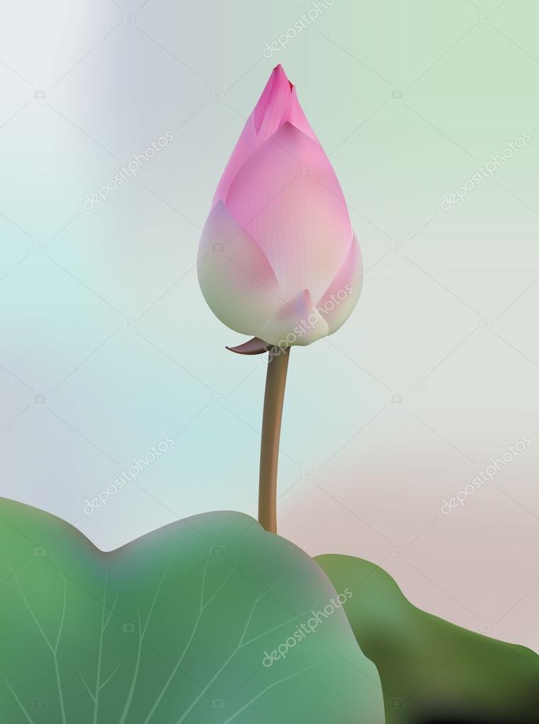 Lotus Flower (Vector) Stock Vector by ©paladjai 66205351