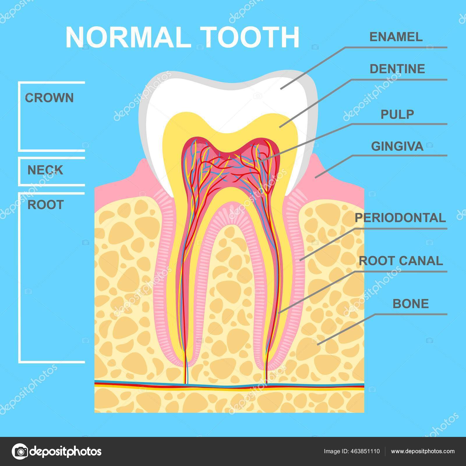 Ilustración Del Diagrama Dientes Humanos Ilustración Estructura Dental ...