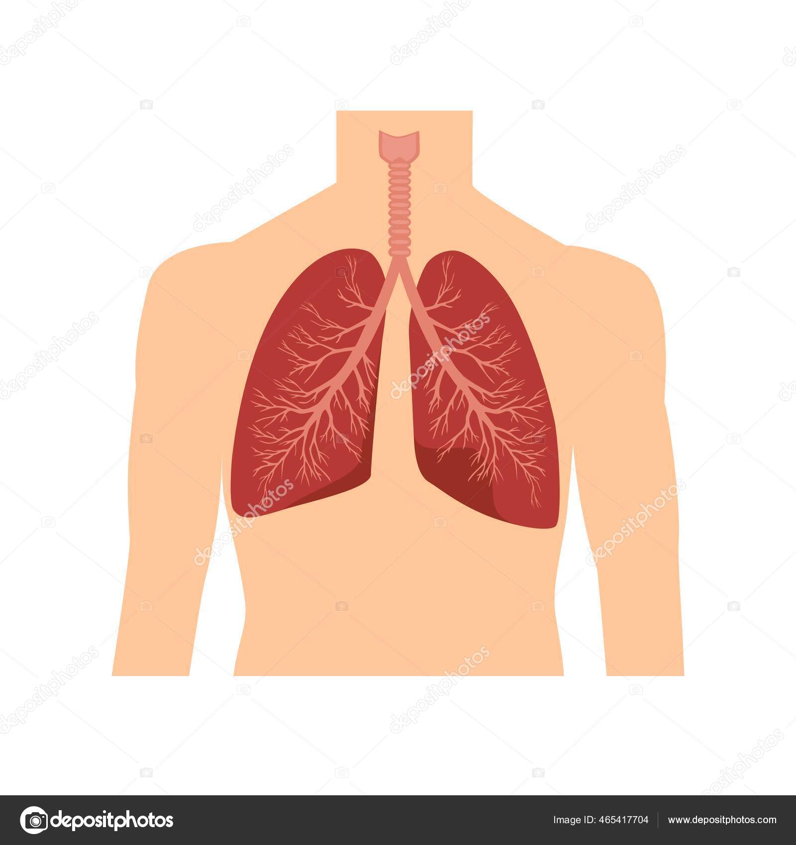 Anatomia Dos Pulmões Humanos Ilustração Vetorial imagem vetorial de ...