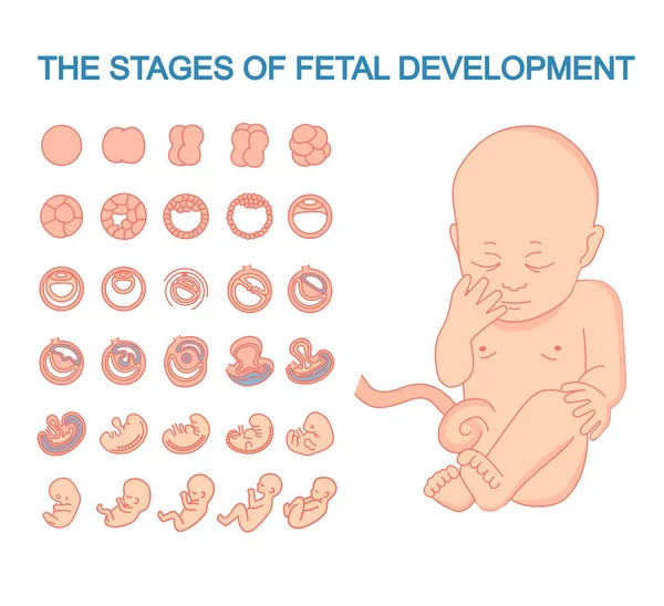 Ilustración vectorial etapas del desarrollo fetal. aislado sobre fondo ...