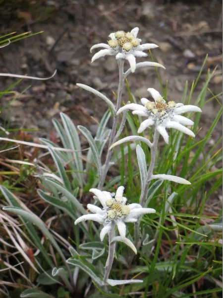 Edelweiss Stock Photos, Royalty Free Edelweiss Images | Depositphotos