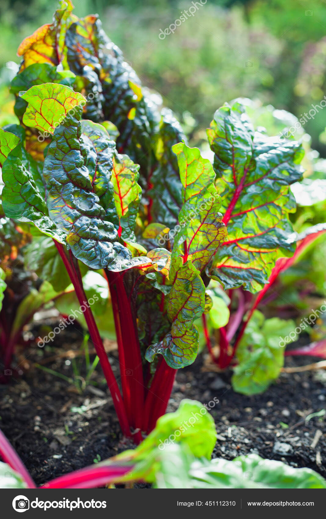 Beetroot Taproot Portion Beet Plant Growing Sunny Vegetable Garden ...