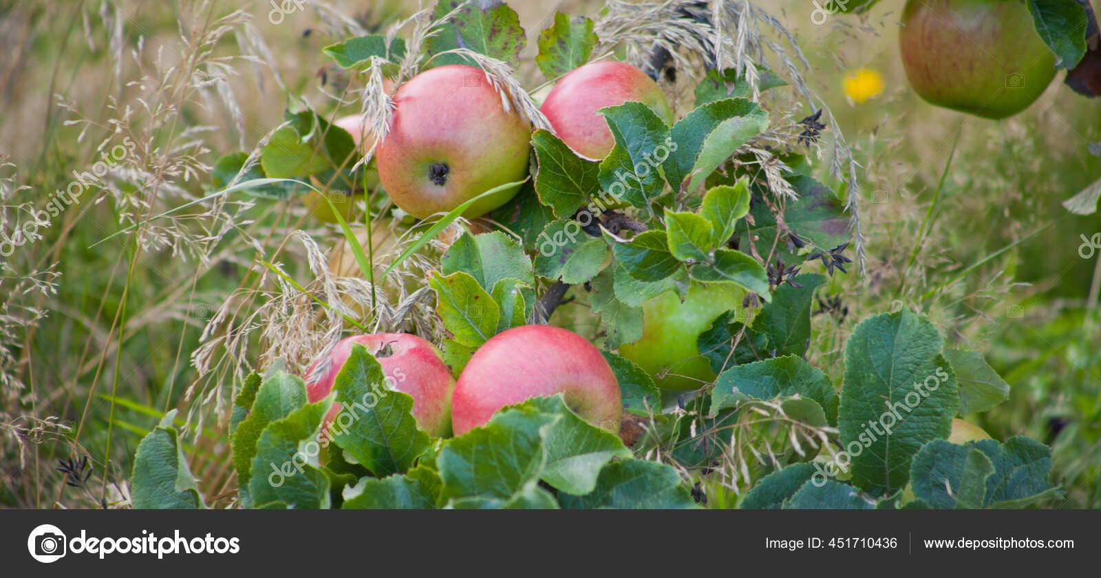 Old Traditional Varieties Apple Trees Orchard Rivers Early Peach Early ...