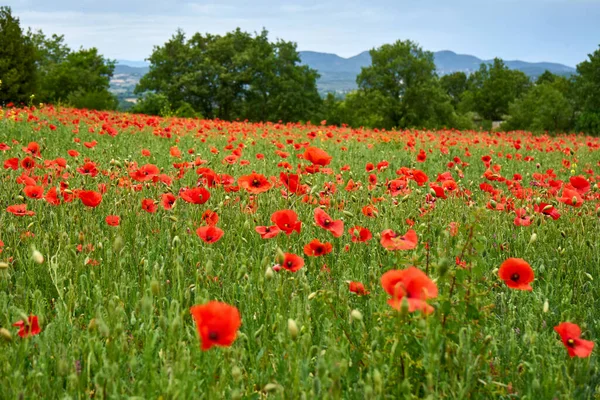 Panorama poppy field Stock Photos, Royalty Free Panorama poppy field ...
