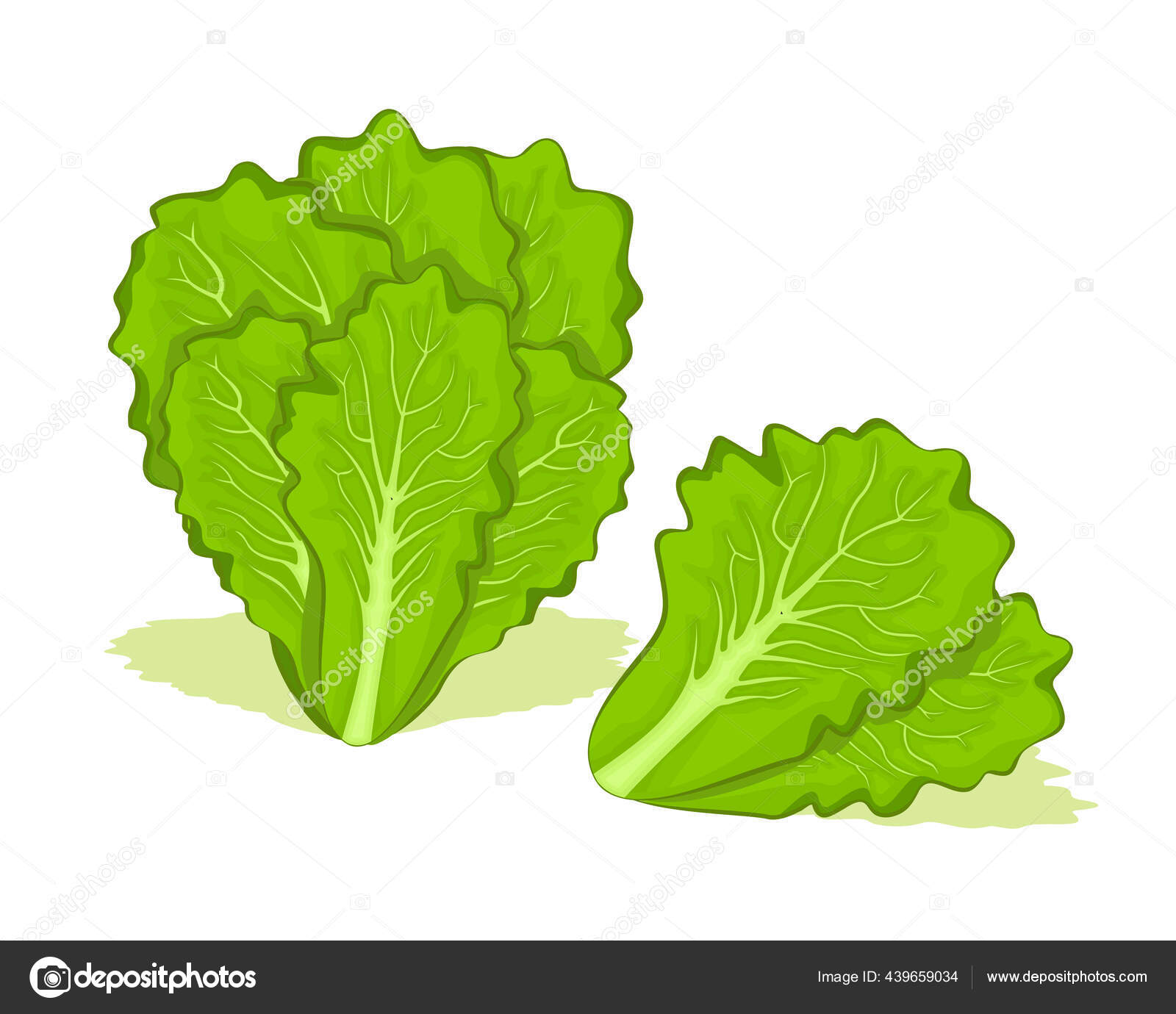 Diseño Vectorial Verduras Lechuga Fresca Alimento Ecológico Para Una ...