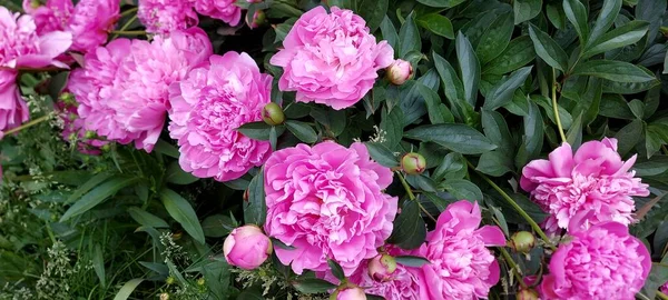 Bed of peonies Stock Photos, Royalty Free Bed of peonies Images ...