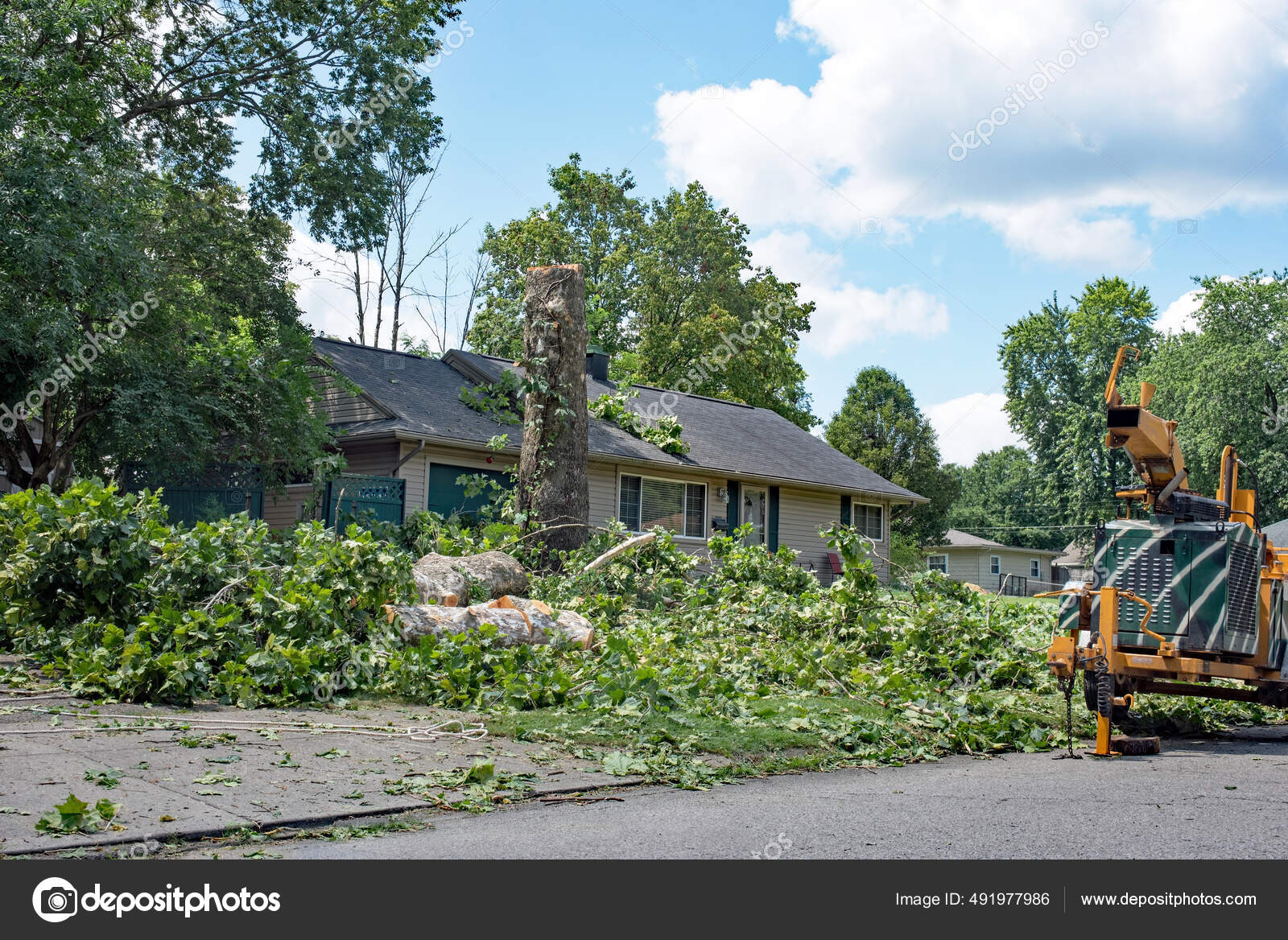 Felling Sycamore Tree Storm — Stock Photo © Lawcain #491977986