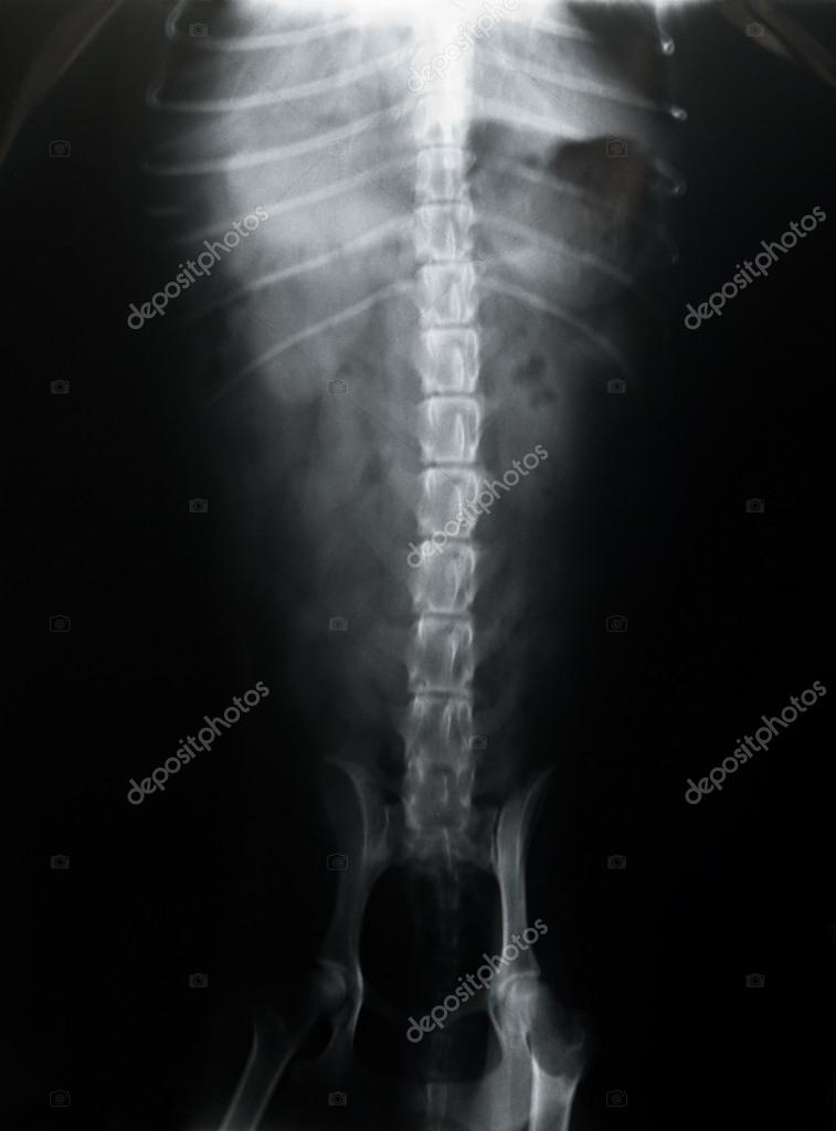 Dog Spine Xray — Stock Photo © Lawcain #66573633