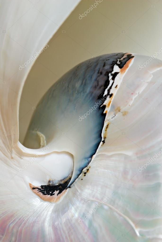 Nautilus Shell Macro — Stock Photo © Lawcain #66642317 Nautilus Shell Macro — Stock Photo © Lawcain #66642317