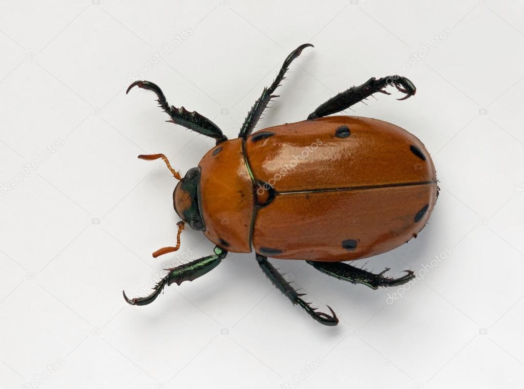Masked Chafer Beetle Stock Photo by ©Lawcain 68091343