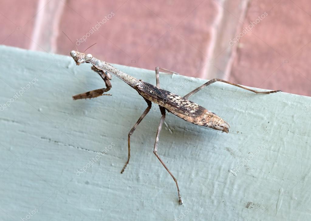 Praying Mantis Looking Back Stock Photo by ©Lawcain 77413340