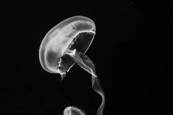 Coelenterata Stock Photos, Royalty Free Coelenterata Images | Depositphotos