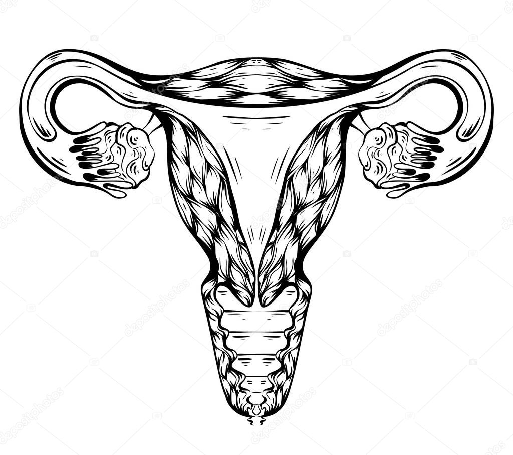 Esbozo Anatómico Del Contorno Del útero Cuerpo Femenino Saludable
