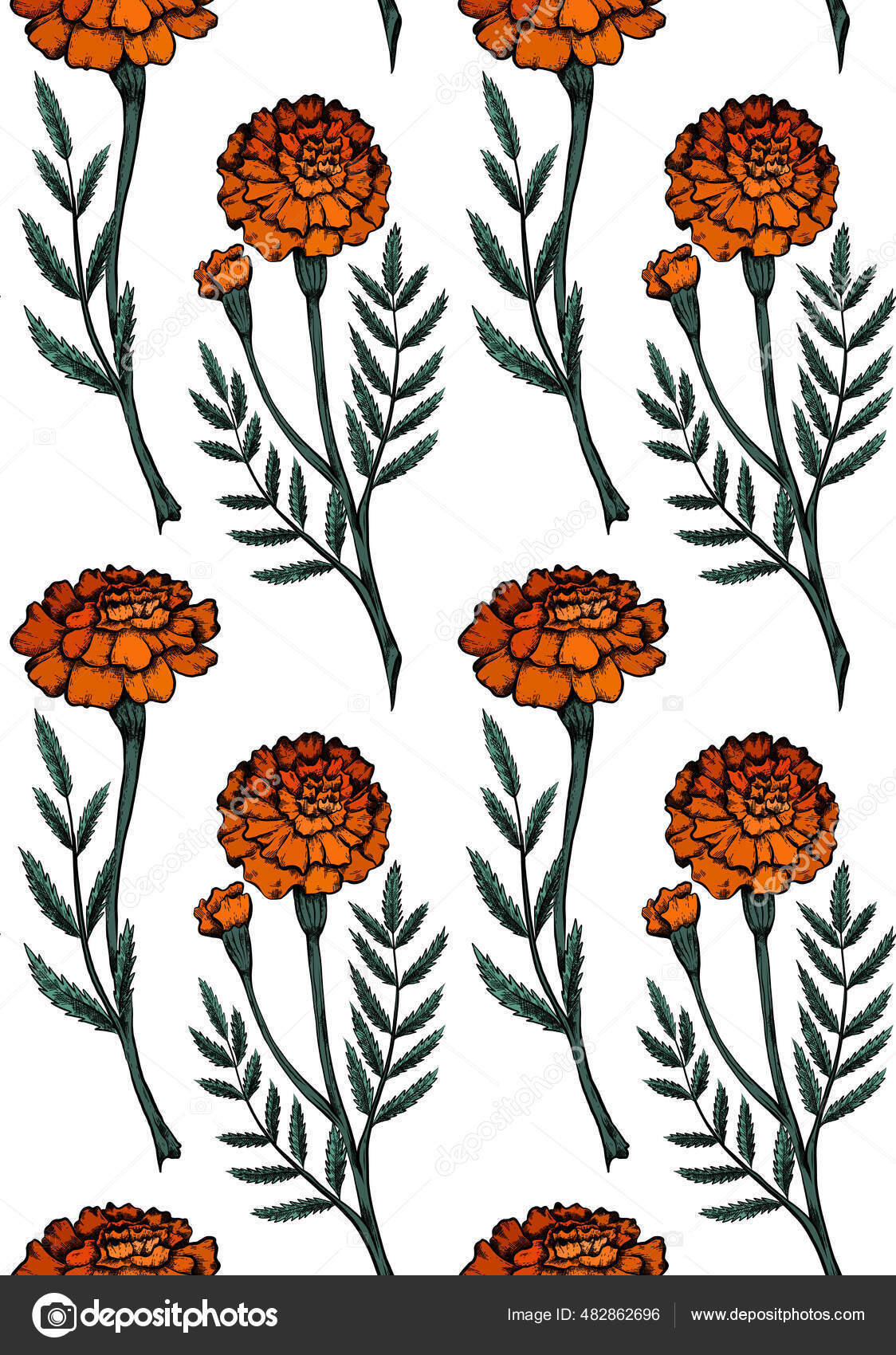 Marigold Botanical Illustration
